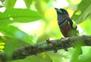 Birds-Lowland Forests - Rosli Omar Photography