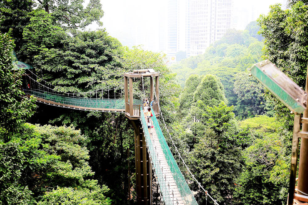 Bukit Nanas Forest Reserve or KL Eco City Park – a forest within the ...