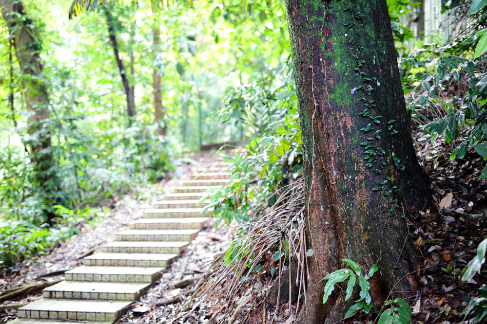 Bukit Nanas Forest Reserve or KL Eco City Park – a forest within the ...
