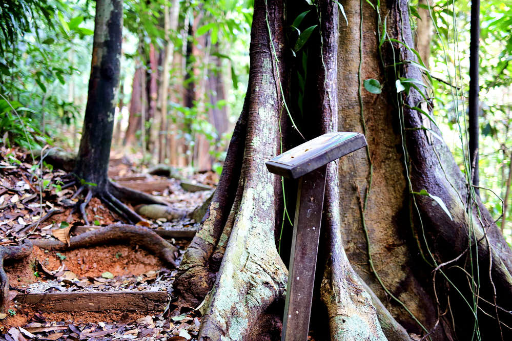 Bukit Nanas Forest Reserve or KL Eco City Park – a forest within the ...