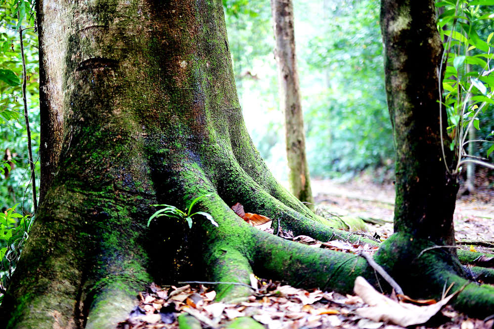 Bukit Nanas Forest Reserve or KL Eco City Park – a forest within the ...