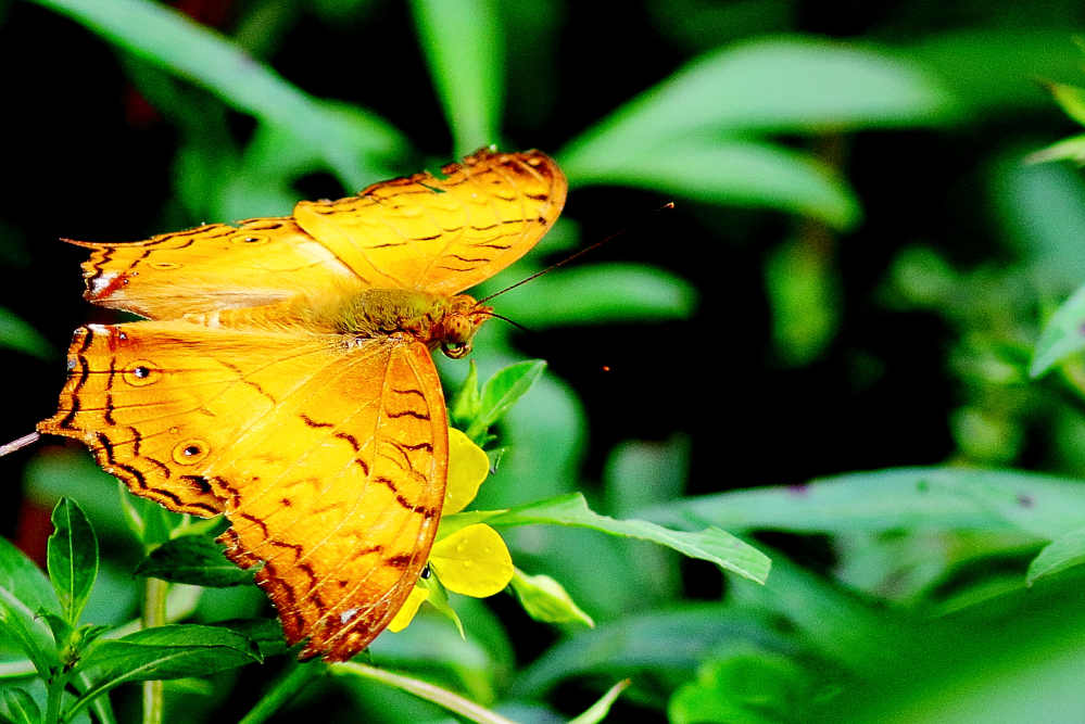 Butterflies of Kuala Langat North Forest Reserve - Rosli Omar Photography