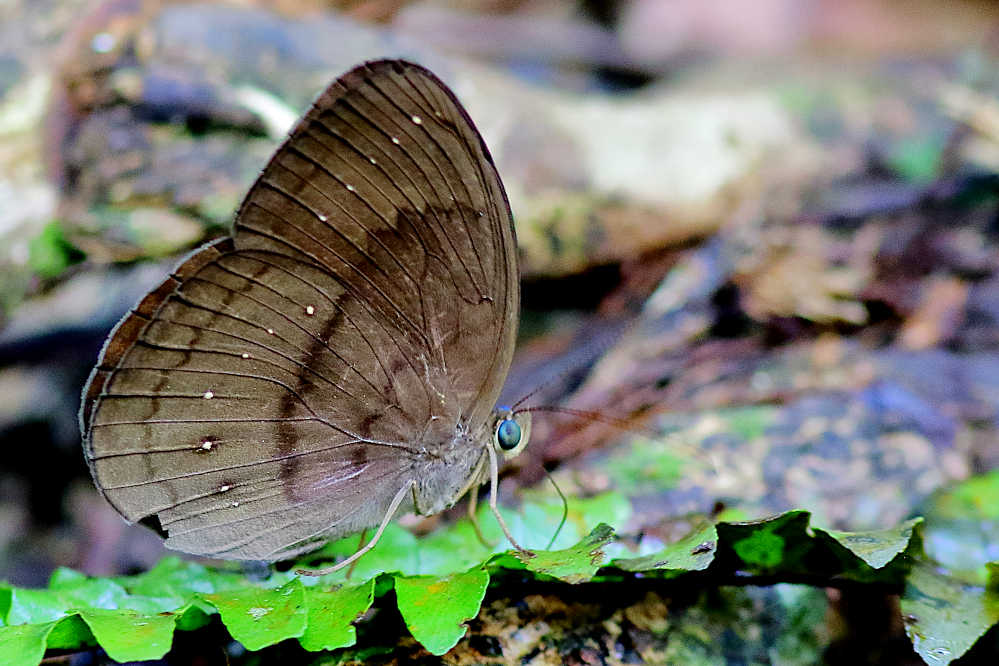 Butterflies of Kuala Langat North Forest Reserve – Rosli Omar Photography