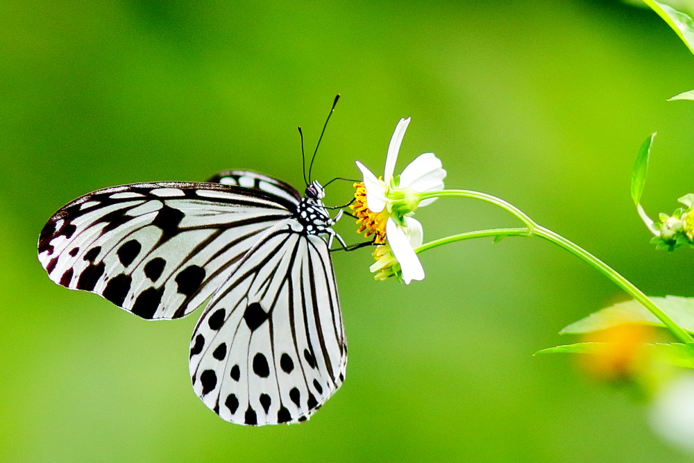 Butterflies of Batu Caves - Rosli Omar Photography