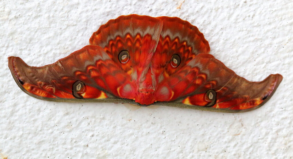Why many more moth species than butterfly species? - Rosli Omar Photography