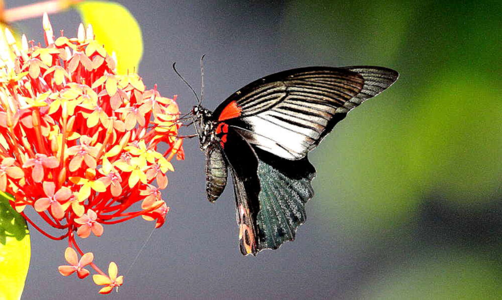 Why are there so few butterfly families? - Rosli Omar Photography